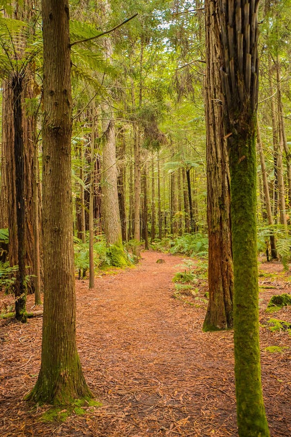 Trees in a red wood forest stock photo. Image of ancient - 118457484