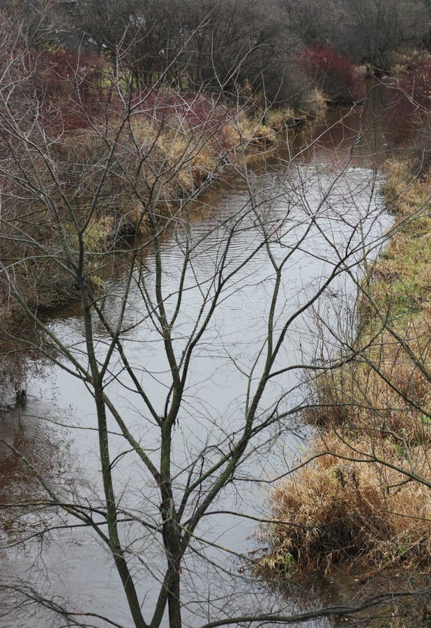 Beautiful Landscape of Trees and River in the Forest Stock Photo ...