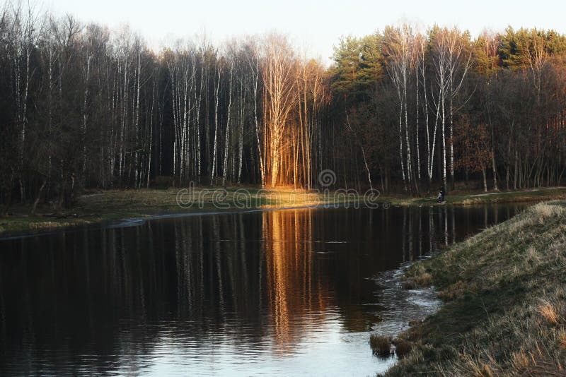 Beautiful Landscape of Trees and River in the Forest Stock Photo ...