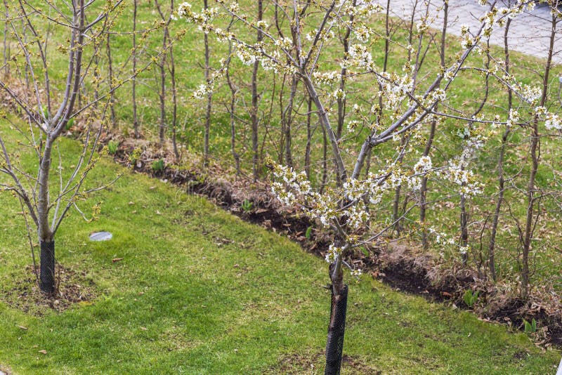 Beautiful Landscape View of Blooming Cherry Trees. Stock Photo - Image ...