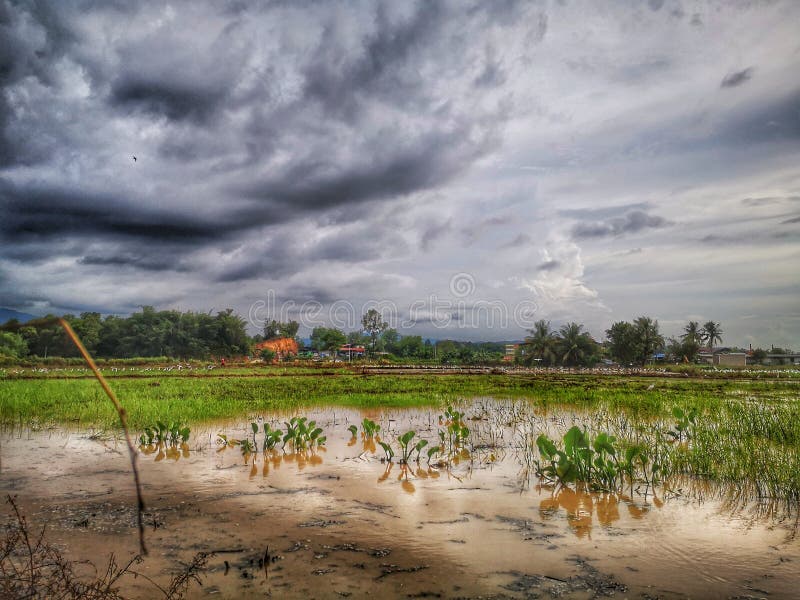 The Beautiful Landscape View in Paddy Field and Branches Tree Stock ...