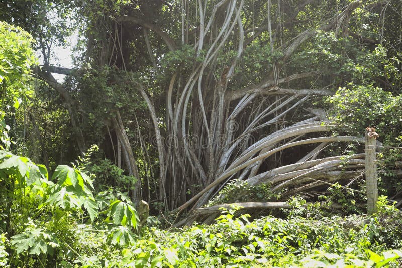 Beautiful Landscape View of Trees Stock Image - Image of lush ...