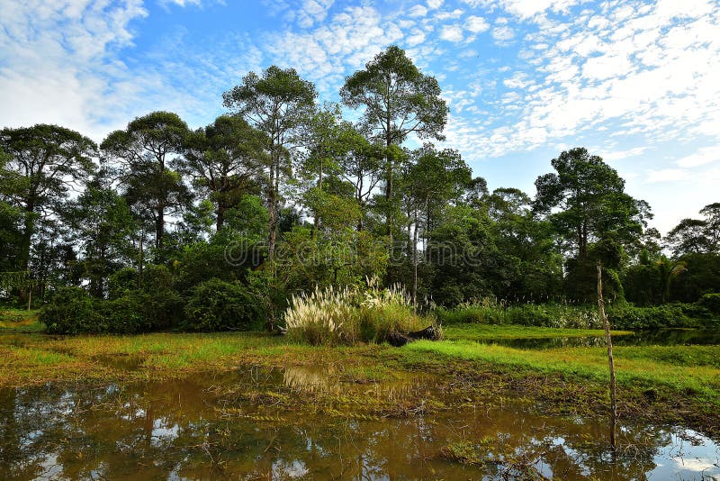Beautiful Landscape View of the Trees and the Lake with Blue Sky Stock ...