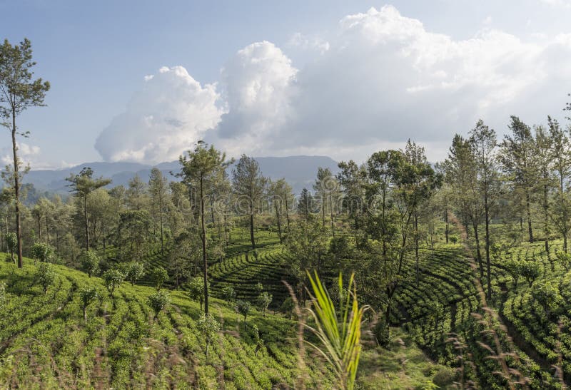 Beautiful Landscape View of the Trees on the Tea Plantations Stock ...