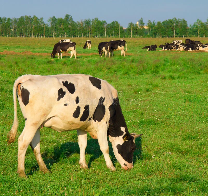 Dairy cow udder stock photo. Image of heifer, holstein - 1525242