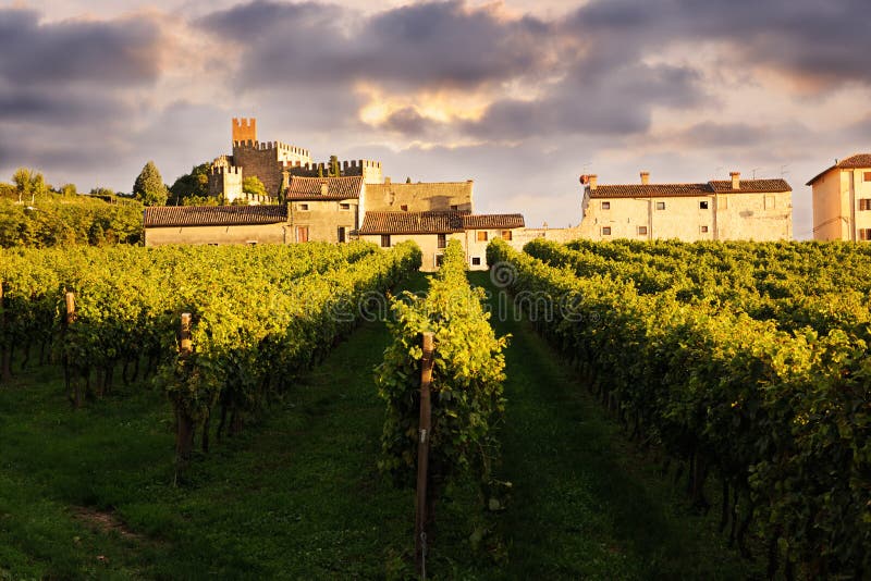 Beautiful Landscape with Vineyards Stock Photo - Image of veneto ...