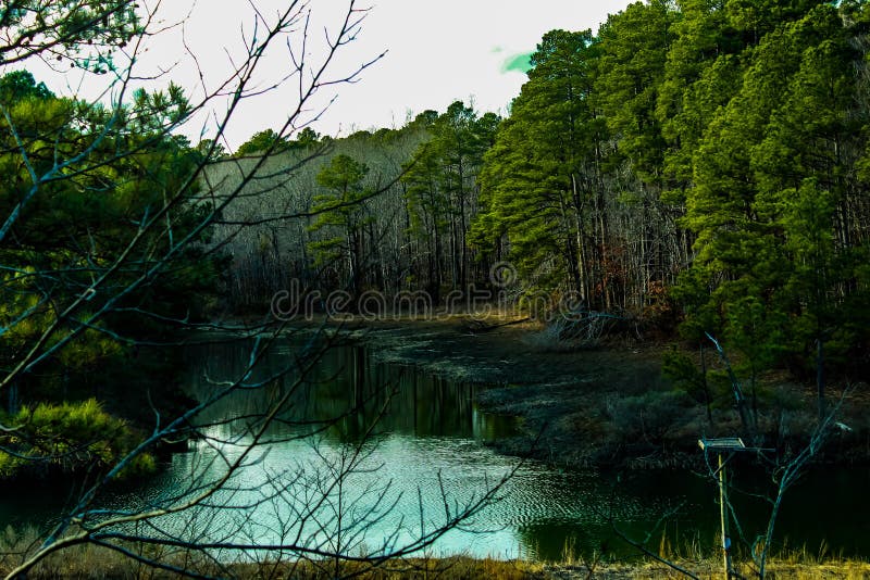 Forrest stock image. Image of forrest, virginia, beautiful - 124917075