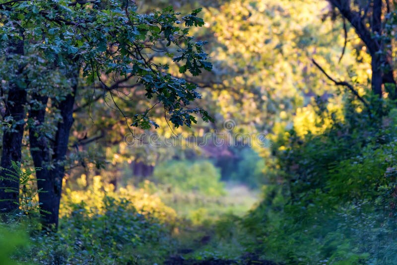 Walking Path in Summer Forest on Sunny Day Stock Image - Image of hike ...