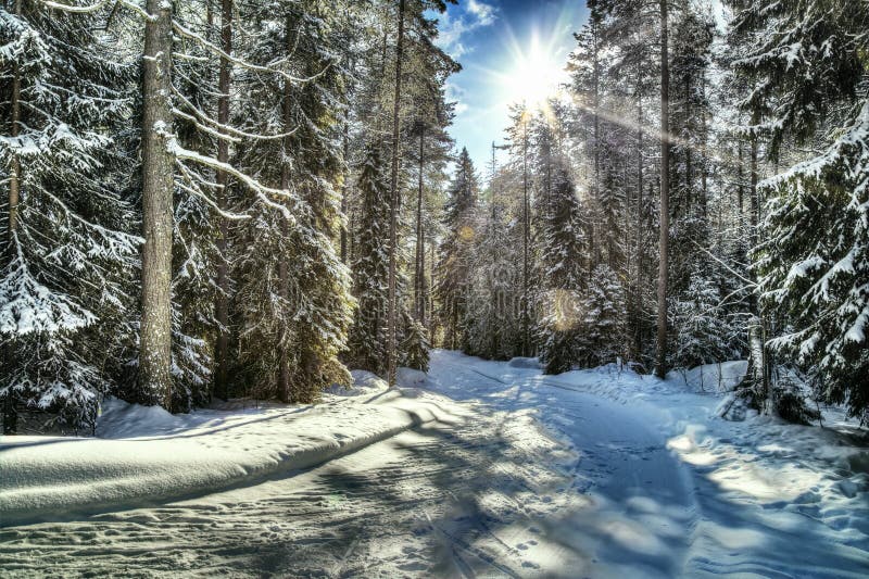 Beautiful Landscape. Winter Forest, Path, Sunlight Stock Image - Image ...