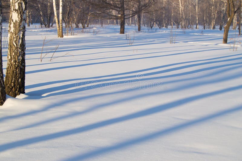 Beautiful Landscape in Winter Park, the Woods. Shadows of Trees on Snow ...