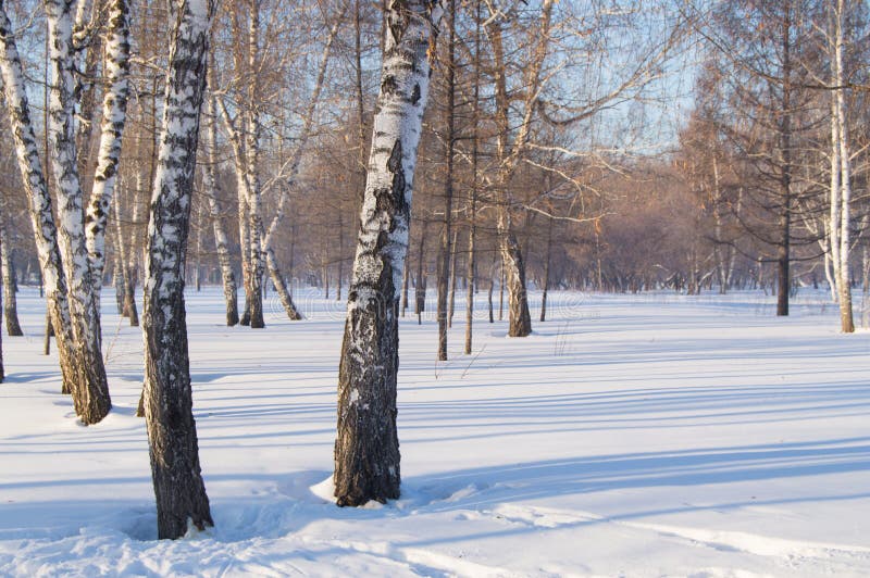 Beautiful Landscape in Winter Park, the Woods. Shadows of Trees on Snow ...