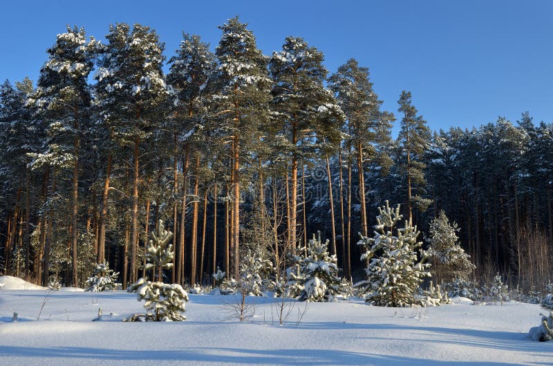 Beautiful Landscape Winter Snowy Forest. Stock Photo - Image of bright ...