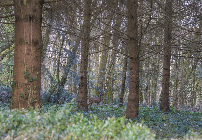 Beautiful Landscape with Young Deer in the Spring Forest Stock Image ...