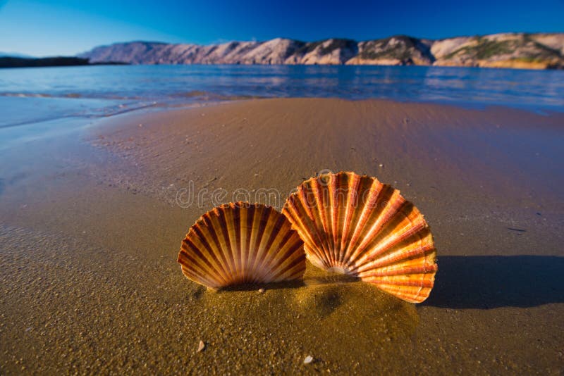 Beautiful Landscapes, Shells on the Beach in Croatia Stock Image ...