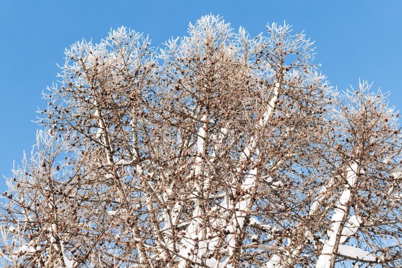 Beautiful Larch Branches in Winter Against a Clear Blue Sky. Stock ...