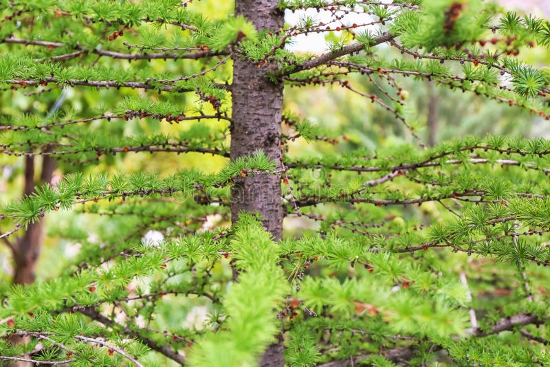 Beautiful Larch Tree Outdoors Stock Photo - Image of ecology, nature ...
