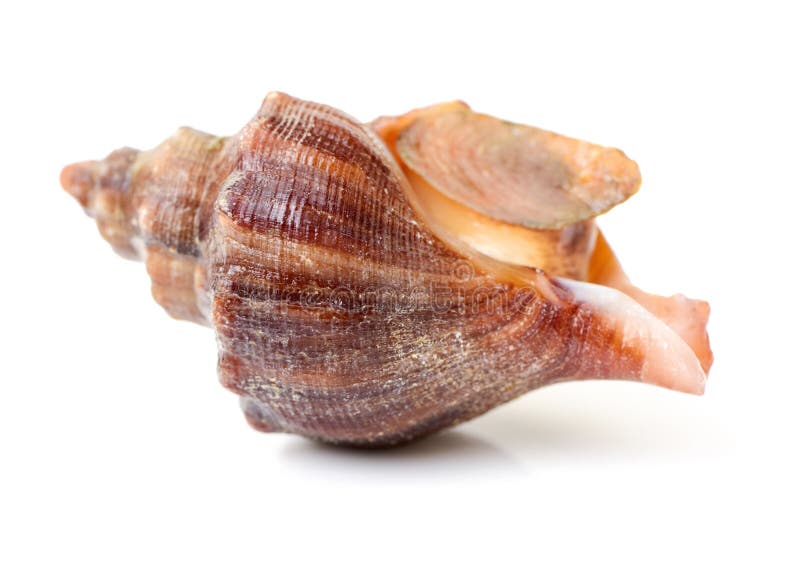 Beautiful Conch stock image. Image of deep, blue, marine - 16157993