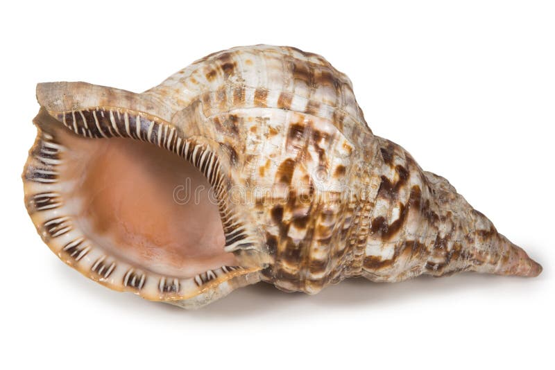 Beautiful Large Conch Shell Stock Image - Image of summer, spiral ...