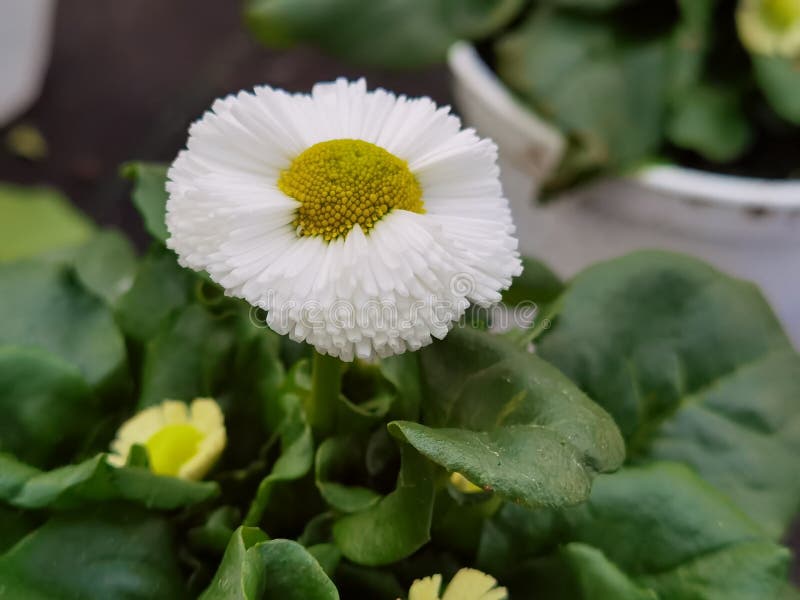 A Beautiful Large Daisy in White Stock Image - Image of blossom, grass ...