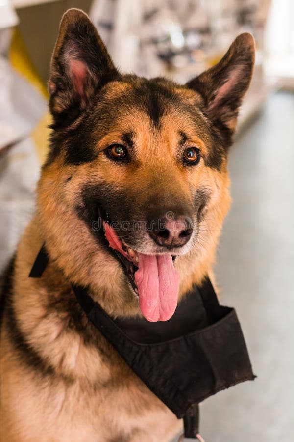 Beautiful Large Dog Breed at the Veterinary Clinic with the Muzzle on ...