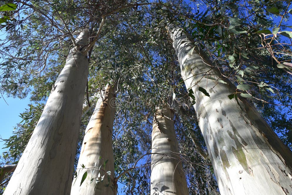 Beautiful Large Eucalyptus Trees Stock Photo - Image of nature, clear ...