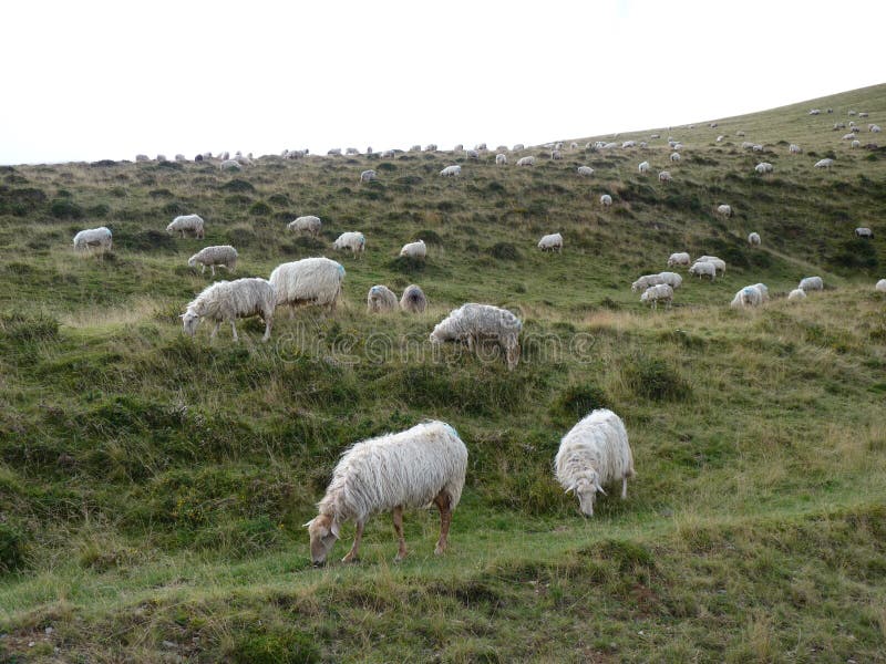 Beautiful Large Flock of Sheep on the Meadow Belt Stock Photo - Image ...