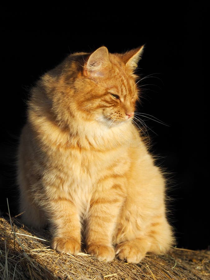 Beautiful Ginger Cat stock image. Image of feline, mammal - 205002829