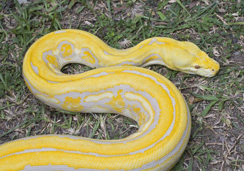 Beautiful Golden Python in the Zoo Stock Photo - Image of predator ...