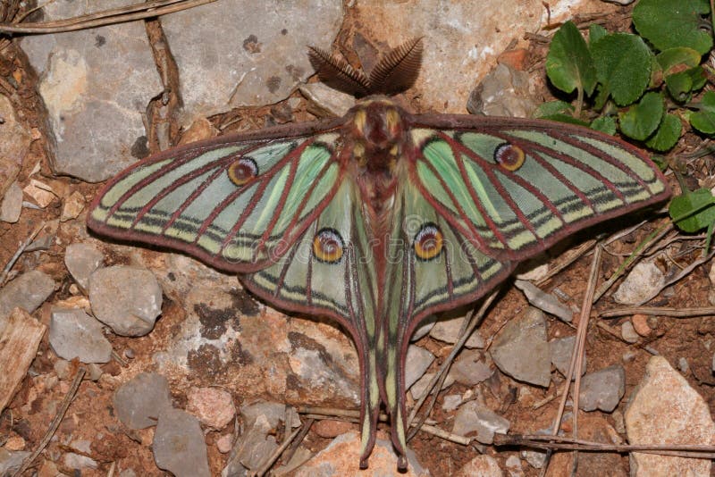 Atlas Moth (Attacus atlas) stock photo. Image of bright - 16960652