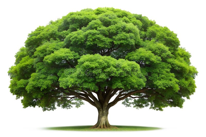 A Beautiful Large Green Tree. Stock Illustration - Illustration of ...
