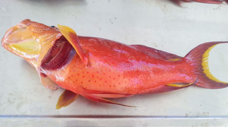 Lyretrail Stock Photos - Free & Royalty-Free Stock Photos from Dreamstime