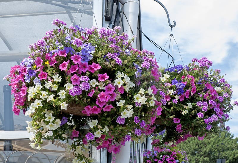 Beautiful Large Hanging Planter Stock Image - Image of bloom ...