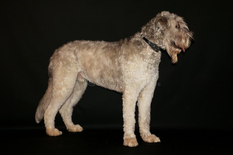 Standing irish wolfhound stock image. Image of fauna - 18033983