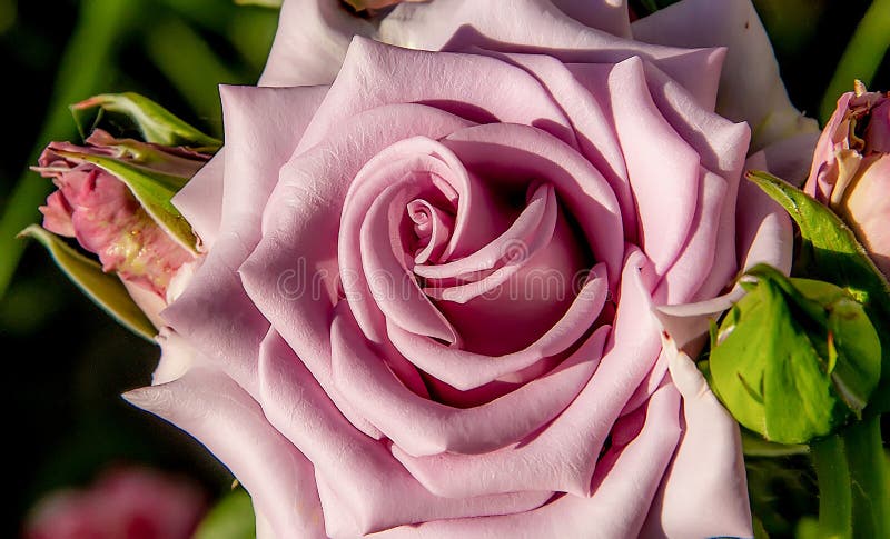 Beautiful Large Lilac Rose on a Clear Day Stock Image - Image of petal ...