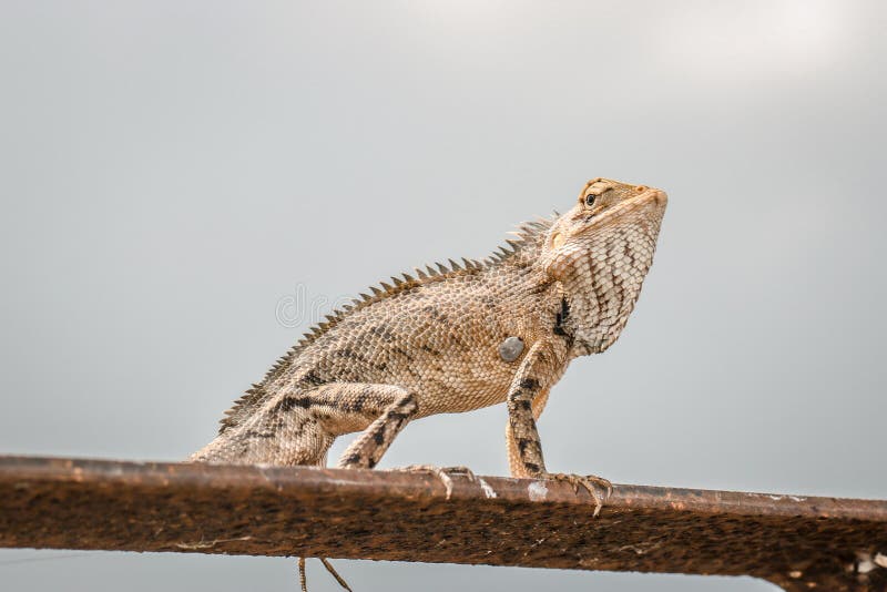 Beautiful Large Lizard with Spikes on Back Stock Photo - Image of ...