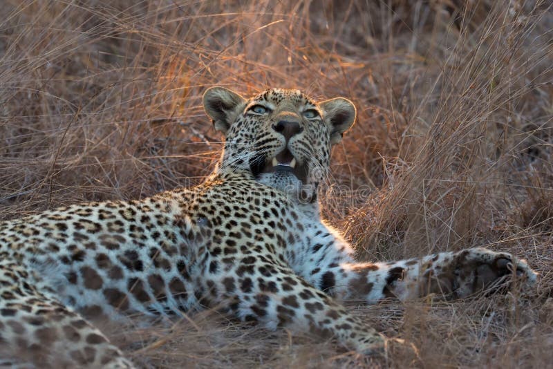 Large Male Leopard Busy Marking His Territory on Tree Stock Photo ...