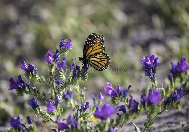 Beautiful Large Monarch Butterfly Danaus Plexippus in Profile Feeding ...