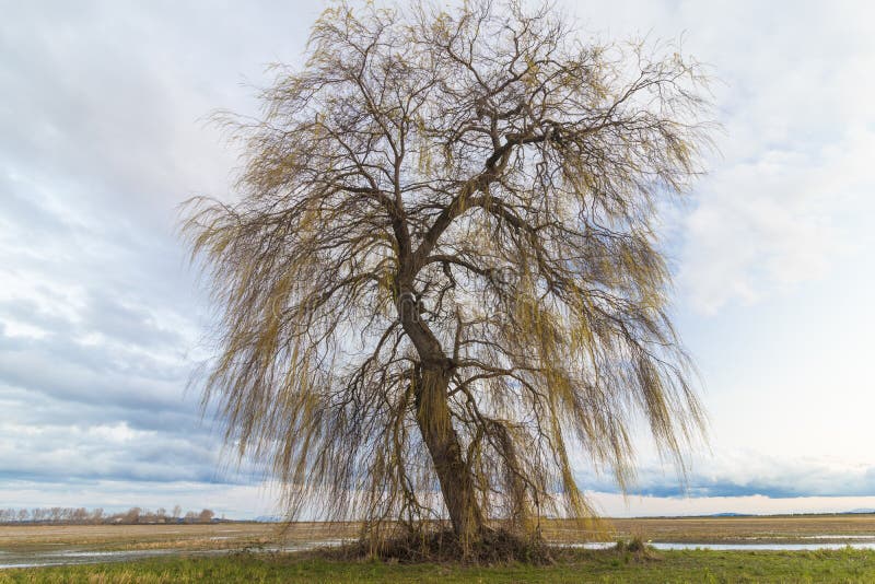 Beautiful Large Old Willow Tree Stock Image - Image of landscape, large ...