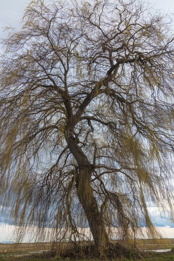 Beautiful Large Old Willow Tree Stock Image - Image of trees, park ...