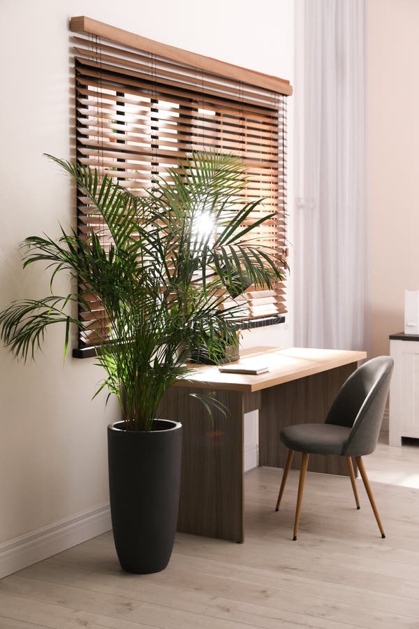 Beautiful Large Palm in Room. Element of Interior Stock Image - Image ...