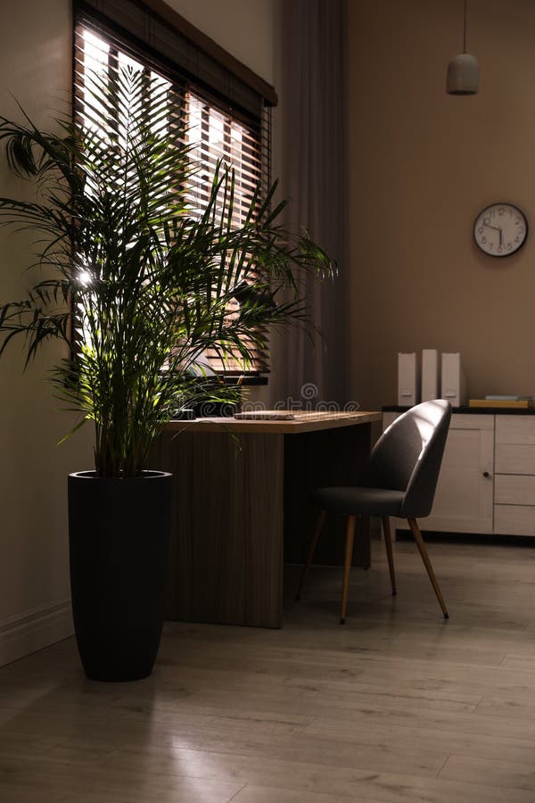 Beautiful Large Palm in Room. Element of Interior Stock Photo - Image ...