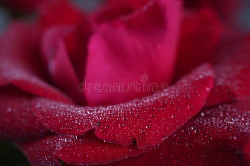 Beautiful Large Red Rose with Dew Drops Close Up Stock Image - Image of ...