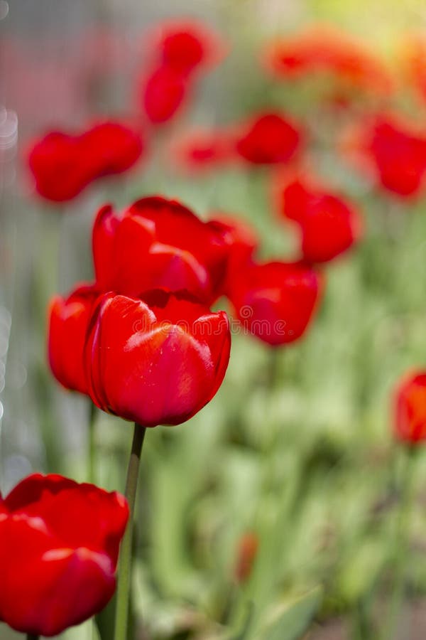 Beautiful Large Red Tulips Closeup Lit by the Sun on a Blurred ...