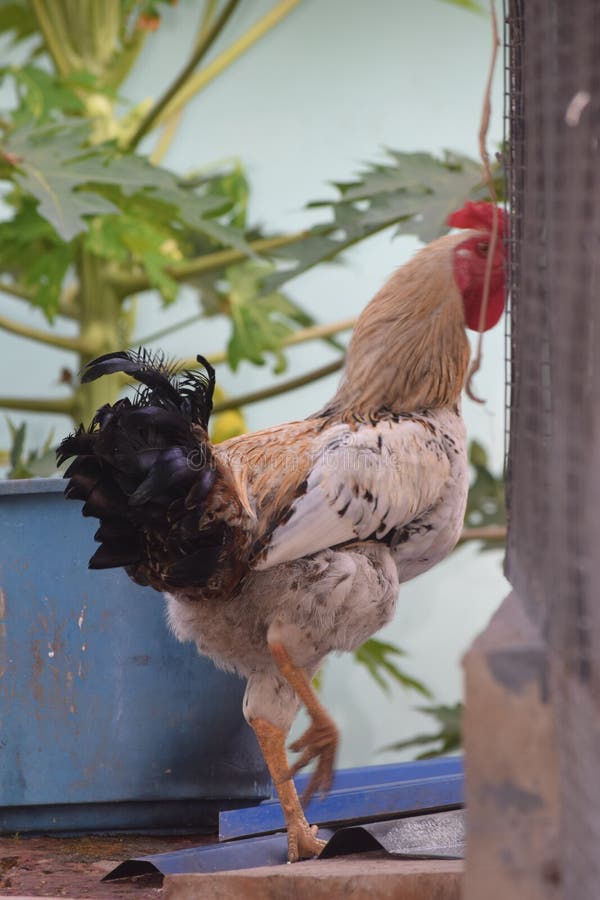 Beautiful large rooster stock image. Image of real, beautiful - 220039077