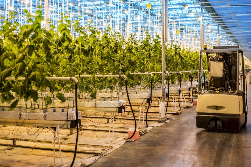 Beautiful and Large-scale Greenhouses Stock Image - Image of agro ...