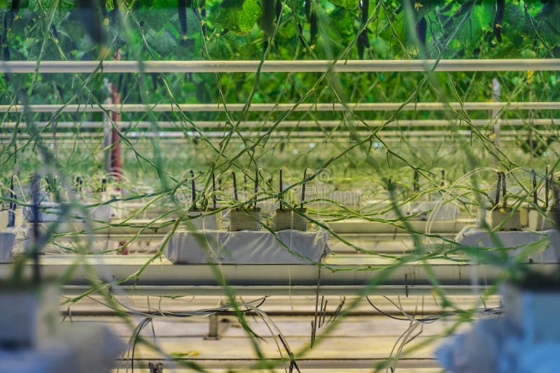 Beautiful and Large-scale Greenhouses Stock Photo - Image of fresh ...