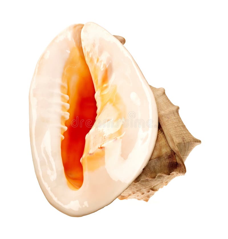 Beautiful Large Shell Isolated On White. Stock Image - Image of animal ...