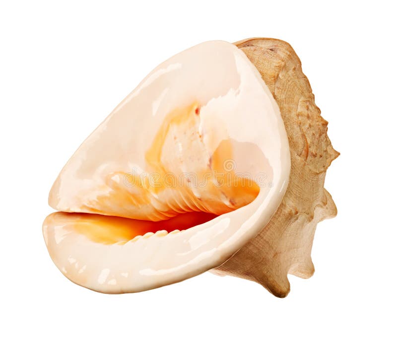 Beautiful Large Shell Isolated on White. Stock Photo - Image of large ...