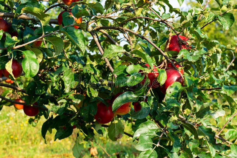 Beautiful Large and Spicy Apples Ripen in the Apple Garden Stock Photo ...