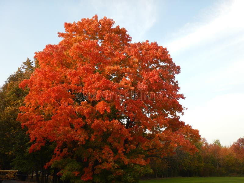 Beautiful Large Tree of Red Fall Colours Against a Charming Background ...